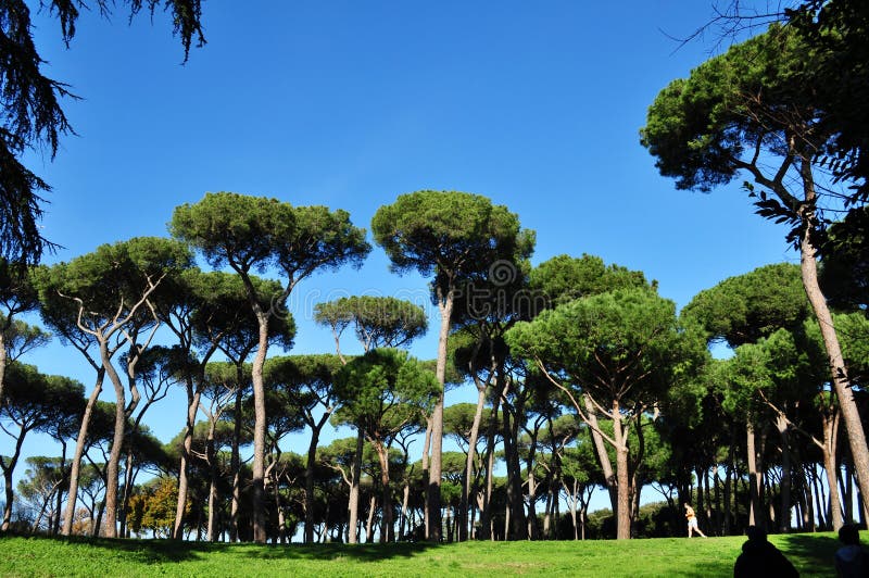 Pine landscape stock image. Image of clear, pine, tree - 17665077