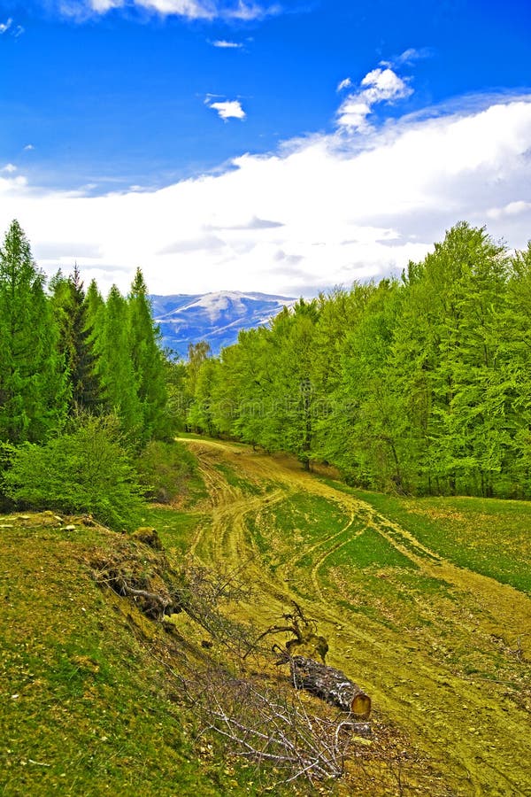 Pine Landscape stock image. Image of beautiful, botany - 5094127