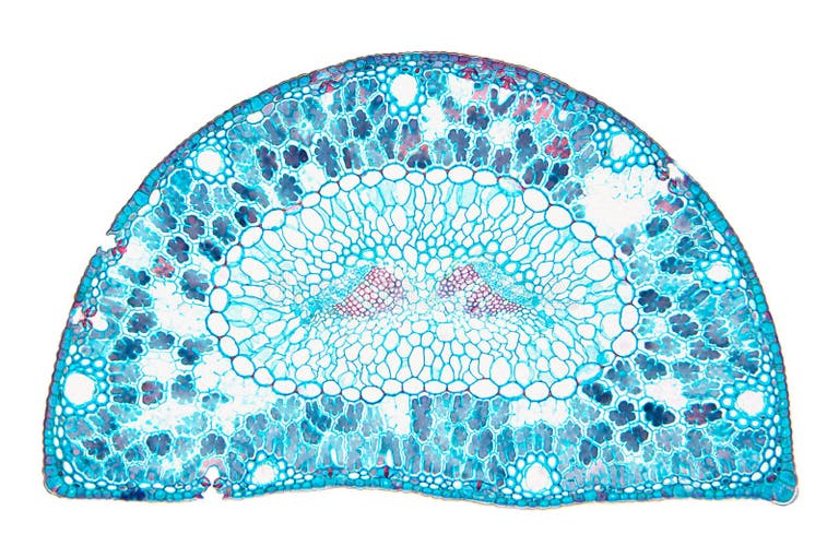 Pine Leaf, Cross Section of a Pine Tree Needle, 20X Light Micrograph ...