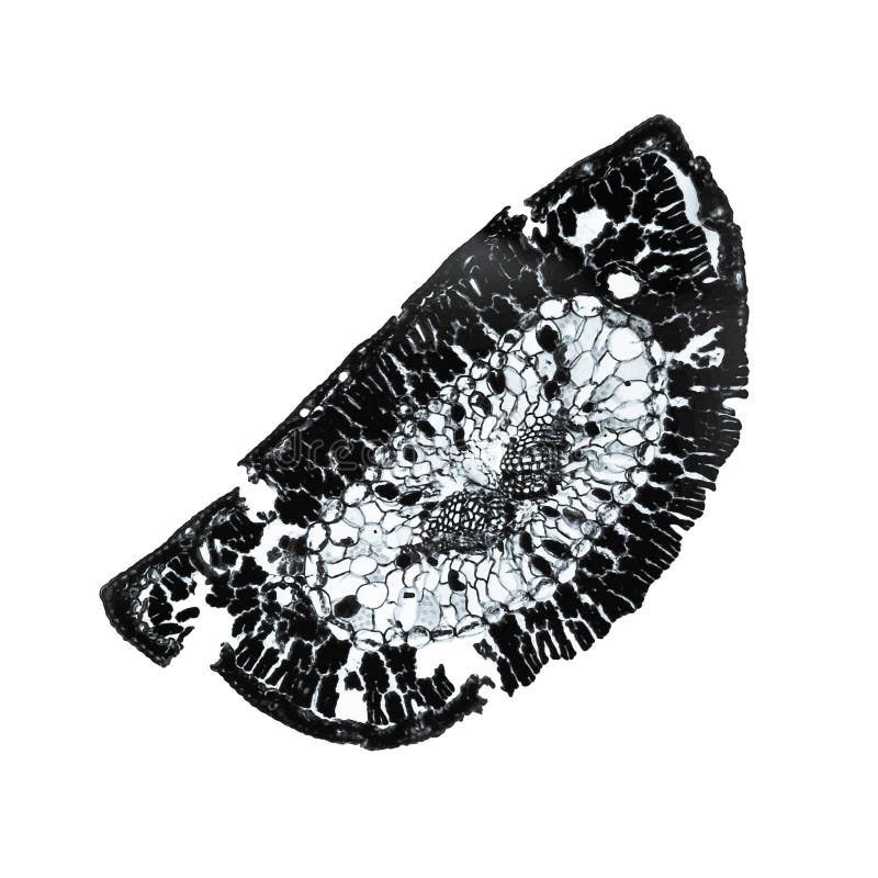 Pine leaf (needle) anatomy stock illustration. Illustration of biology ...