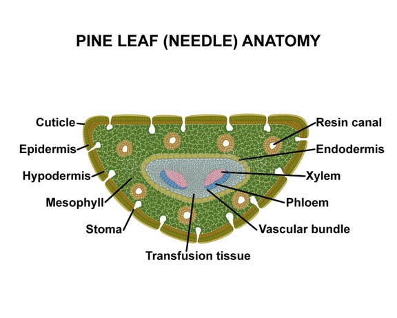 Pine leaf (needle) anatomy stock illustration. Illustration of biology ...