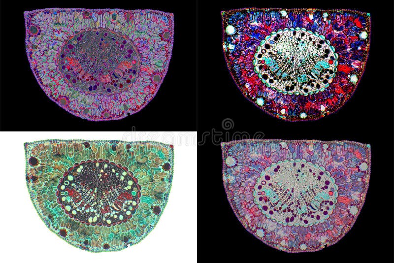 Pine Leaf stock photo. Image of plant, colourful, tree - 50049308