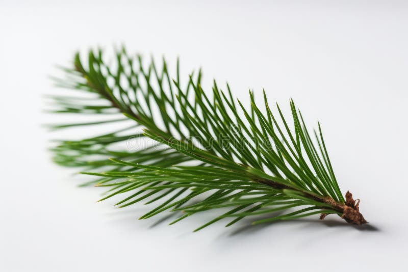 Pine Leaf on White Background. Generative AI Stock Illustration ...