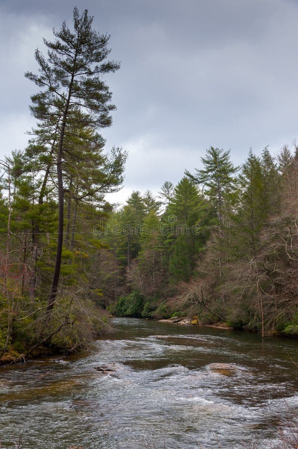 Pine leaning over River stock photo. Image of autumn - 42283690