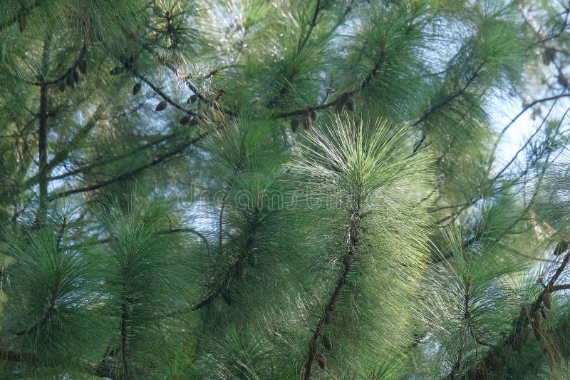 Pine Leaves with Abstract Patterns and Shapes Stock Image - Image of ...