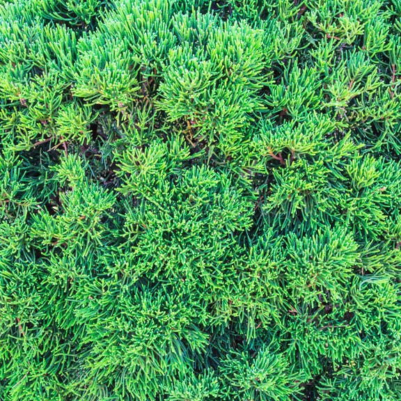 Pine leaves background stock image. Image of christmas - 98169161