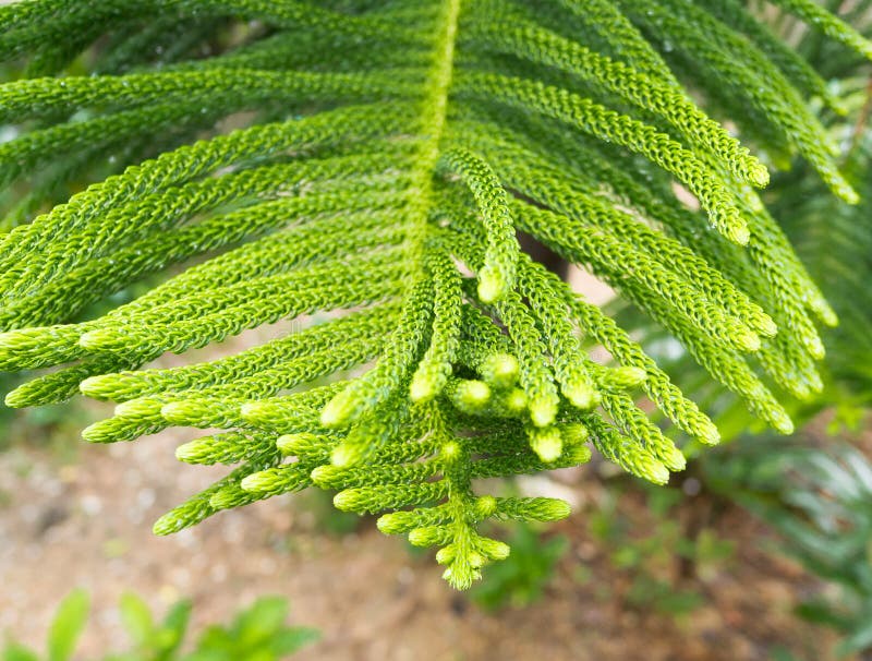 Pine leaves stock image. Image of pine, green, spike - 93084151