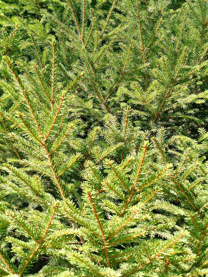 Pine leaves stock photo. Image of fresh, bright, branch - 79479276