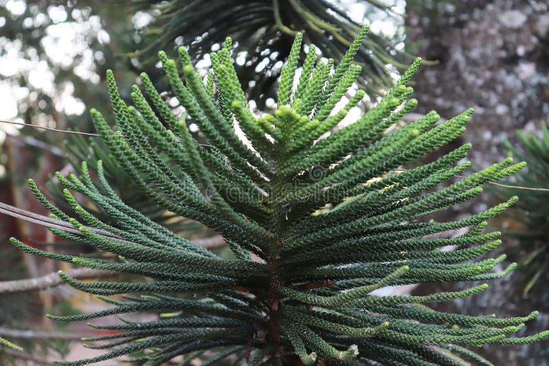 Pine Leaves Like a Dragon Scales Stock Image - Image of foliage, fresh ...