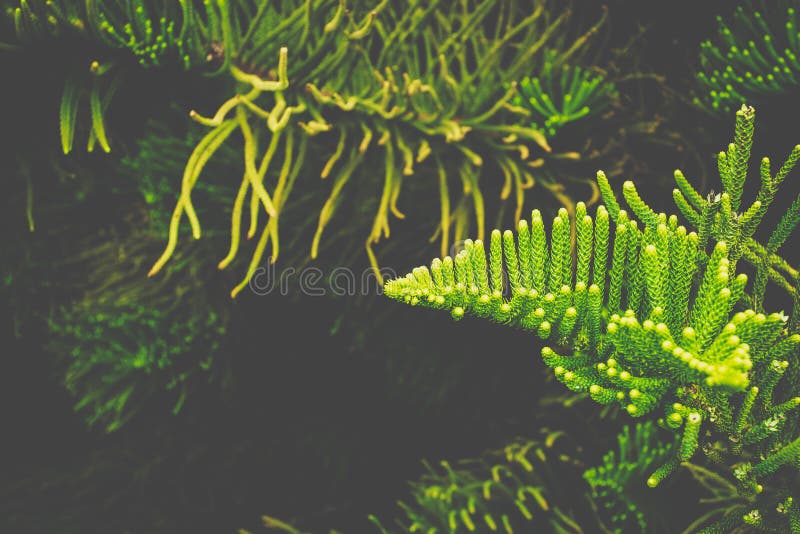 Pine leaves stock photo. Image of branches, juniperus - 102237530