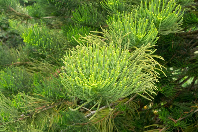 Pine Leaves for Texture Background Stock Image - Image of short, needle ...