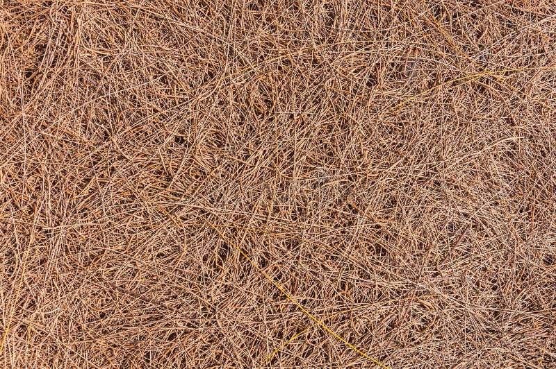 Pine leaves texture stock photo. Image of branches, texture - 39888398