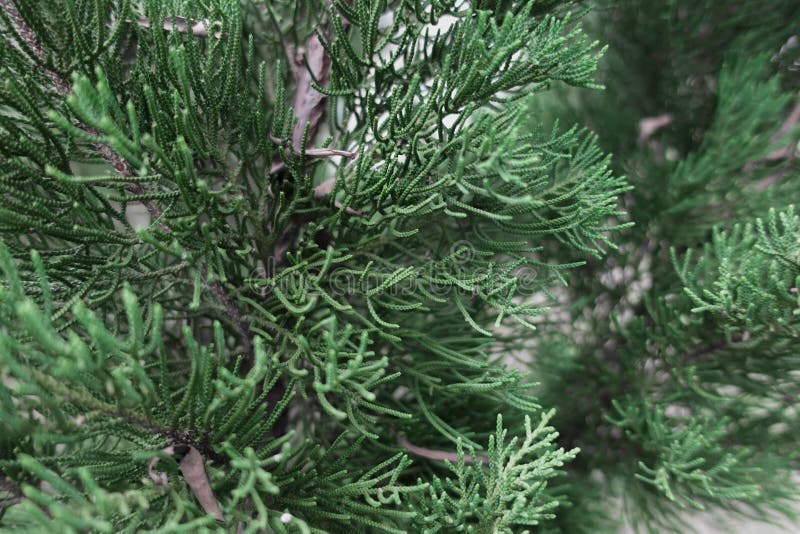 Pine Leaves Textures . Pine Leaves in the Foreground . Stock Image ...