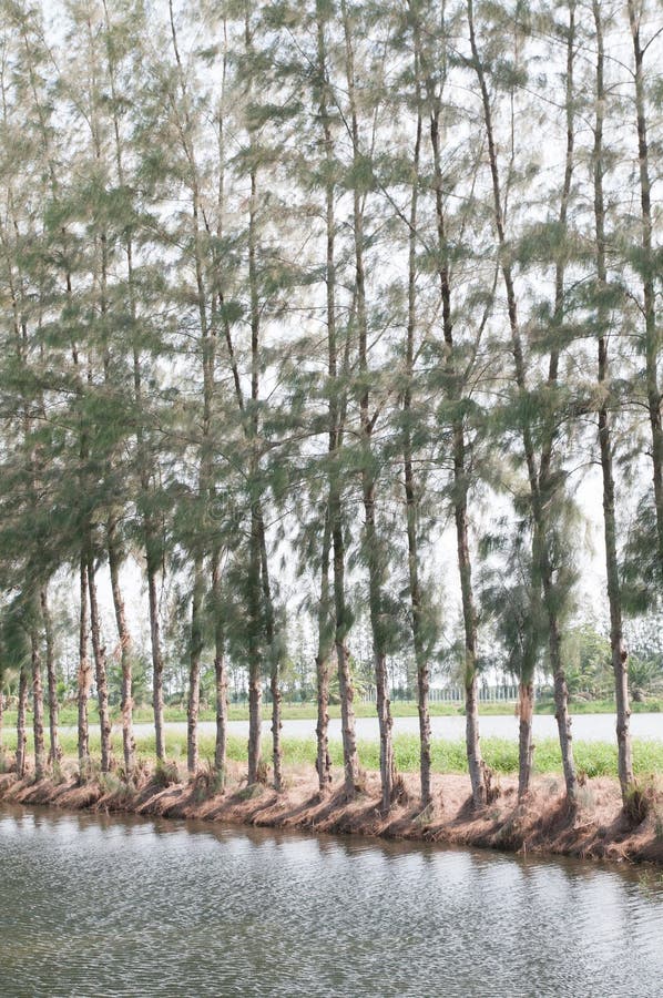 Pine and light. stock image. Image of grass, forest, canal - 69500055