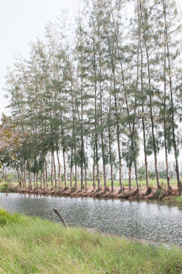 Pine and light. stock photo. Image of winter, color, sunrise - 69500094