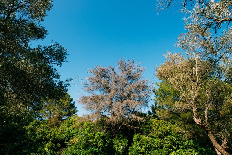 Pine after Lightning Strike. Wood White with a Lightning Strike Stock ...