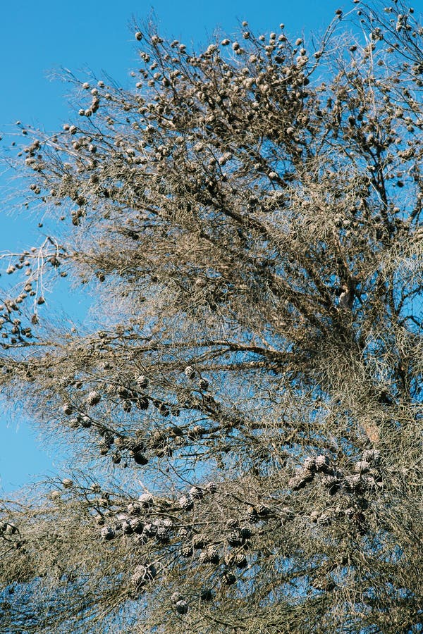 Pine after Lightning Strike. Wood White with a Lightning Strike Stock ...