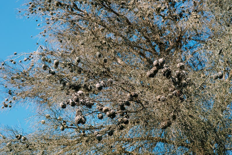 Pine after Lightning Strike. Wood White with a Lightning Strike Stock ...