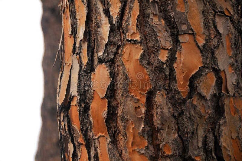 Pine Log Close Detail stock photo. Image of tree, botanical - 7329984