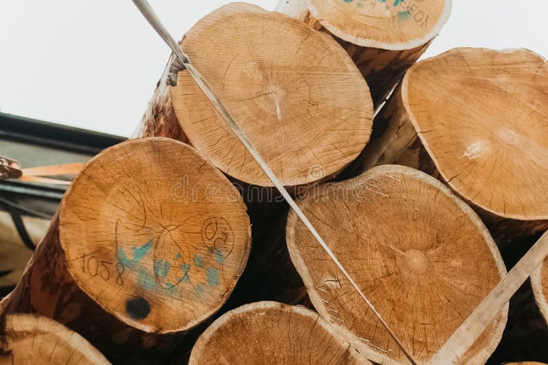 Pine Log Cut. Rings of Wood Stock Photo - Image of brown, building ...