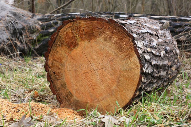Pine log in forest stock image. Image of environment - 143707043
