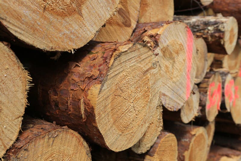 Pine log stock photo. Image of yard, storage, waiting - 100924686