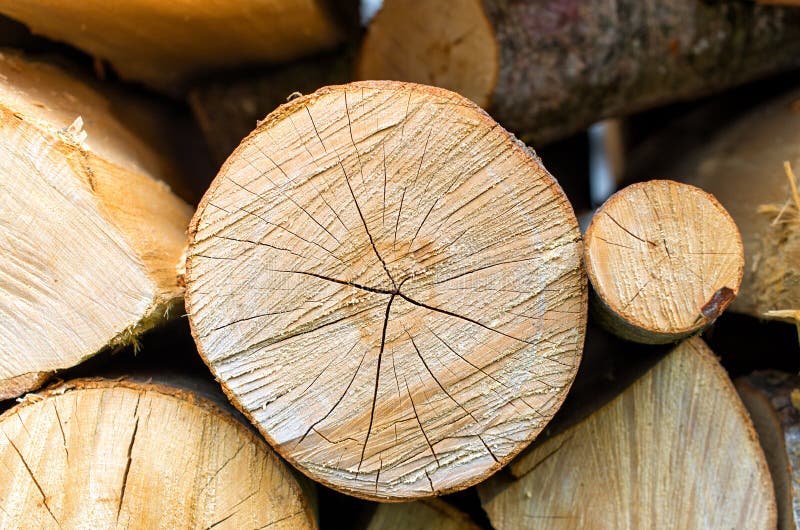 Pine log of round shape stock image. Image of lumber - 131782857