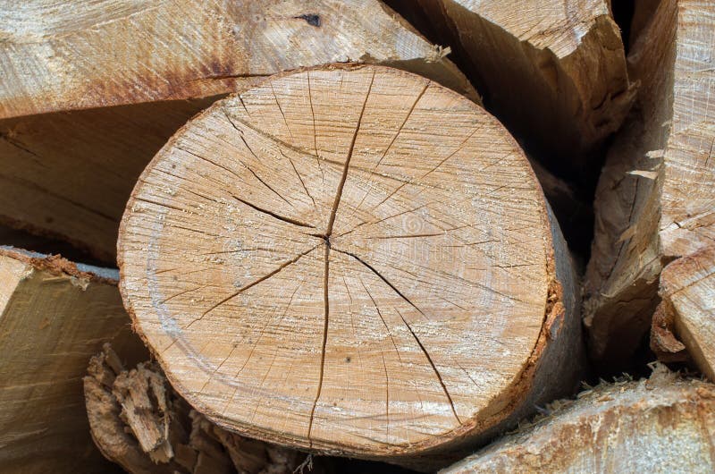 Pine log of round shape stock image. Image of lumber - 131782857