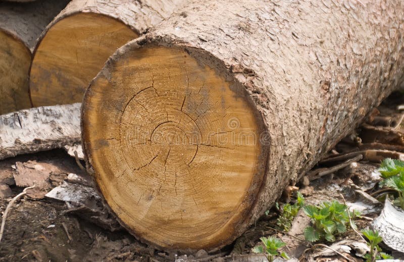 Pine logs stock image. Image of procurement, wood, construction - 17662885