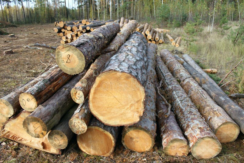 Pine logs stock photo. Image of cross, november, autumn - 21610432