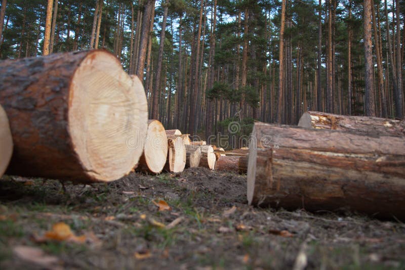 Pine Logs stock photo. Image of woodpile, logging, stack - 28795768