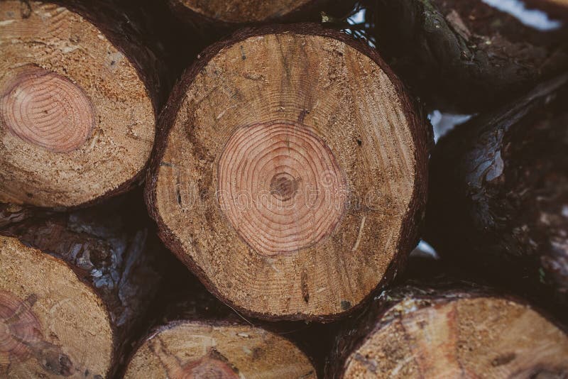 Pine Logs Background. Timber Industry. Tree Trunks Texture and ...