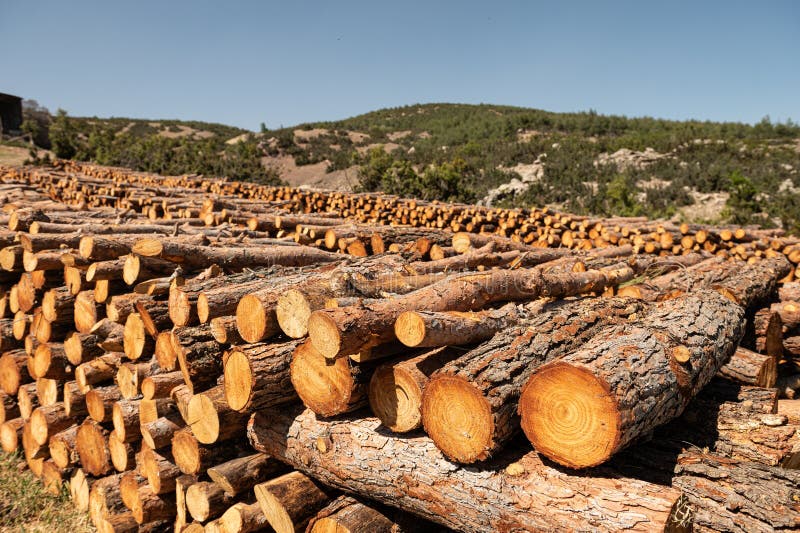 Pine Logs Cut and Stacked in the Forest Stock Photo - Image of firewood ...
