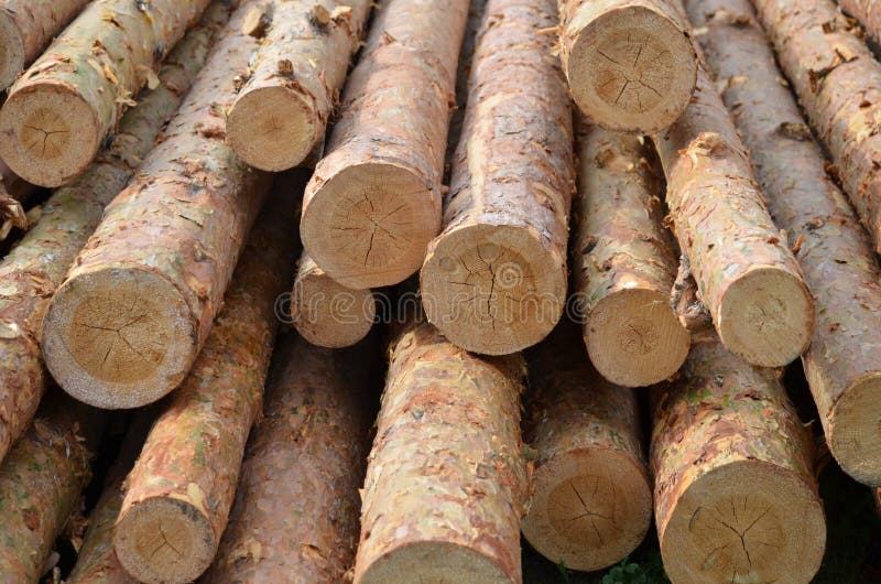 Pine Logs. the Ends are Close -up Stock Photo - Image of timber, stack ...