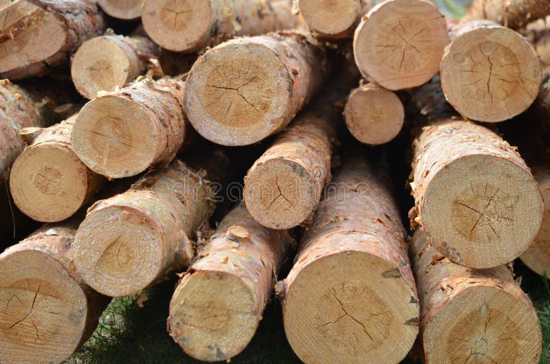 Pine Logs. the Ends are Close -up Stock Photo - Image of brown ...