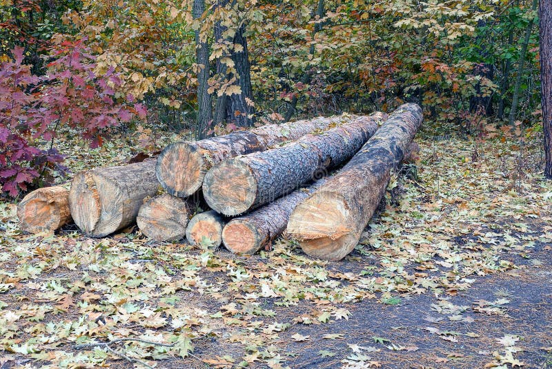 Pine Logs in the Forest Cuttings Stock Photo - Image of logs, hardwood ...