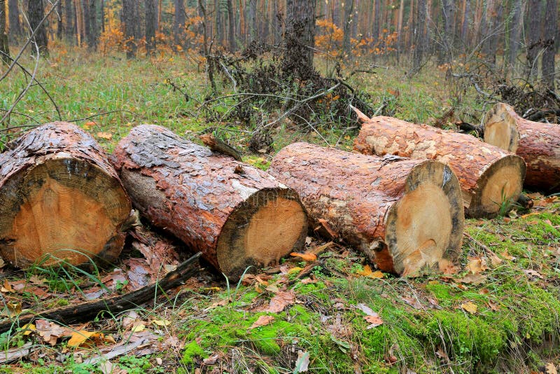 Pine logs in forest stock photo. Image of pile, forest - 260519918