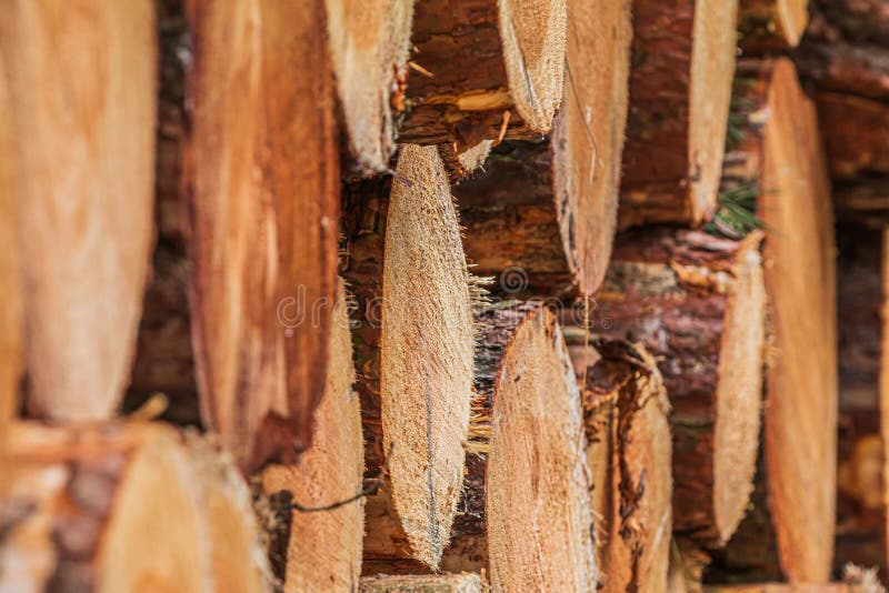 Pine Logs in a Heap after Felling Stock Image - Image of forest ...
