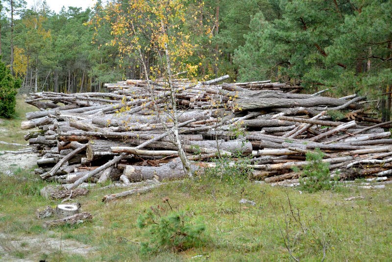 Pine Logs Lie in Bulk in the Coniferous Wood. Logging Stock Photo ...