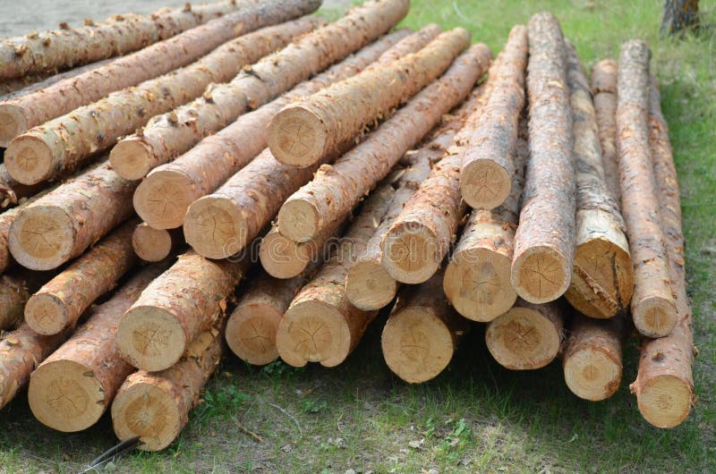 Pine logs lie on the grass stock image. Image of industry - 285636881