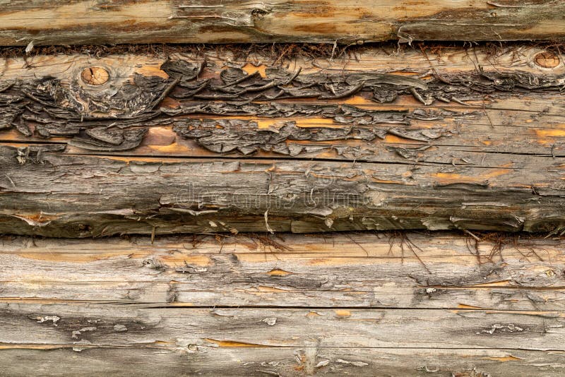Pine Logs. Log Wall Texture of Natural Pine Logs Stock Image - Image of ...