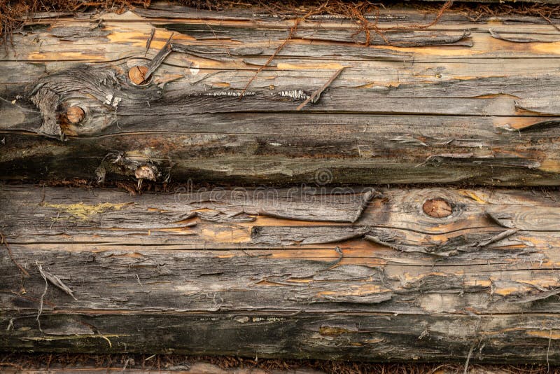 Pine Logs. Log Wall Texture of Natural Pine Logs Stock Image - Image of ...