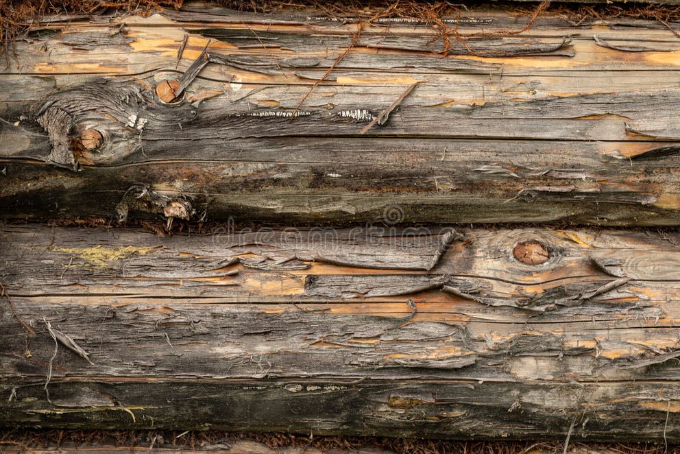 Pine Logs. Log Wall Texture of Natural Pine Logs Stock Photo - Image of ...