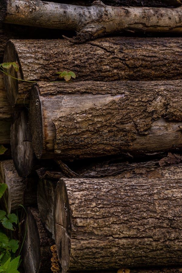 A Pine Logs Lying on the Ground in an Alpine Forest Stock Image - Image ...