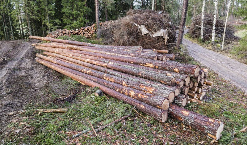 Pine logs stock image. Image of pine, heap, outdoors - 104085645