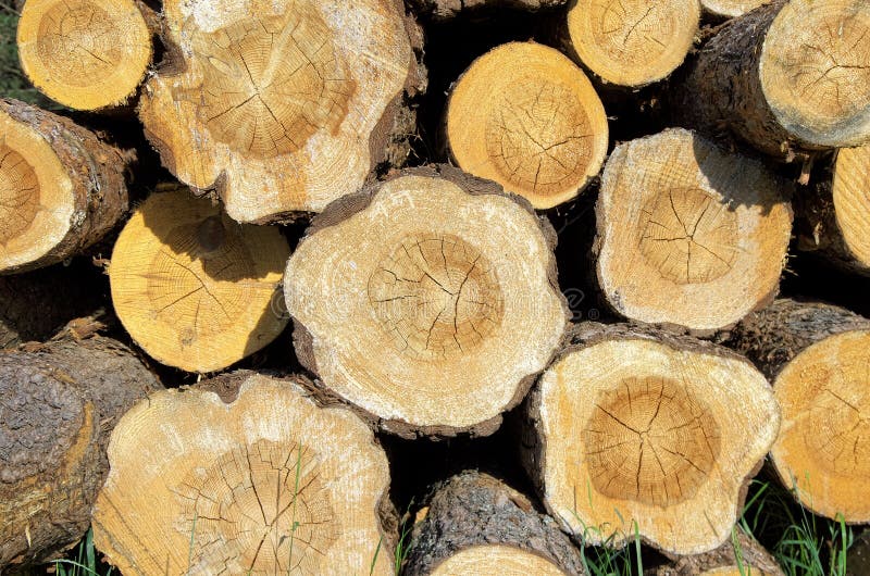 Pine Logs are Stacked. Pine Log Ends. Pine Saw Cut Editorial Stock ...