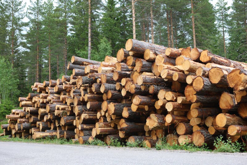 Pine Wood Wooden Logs Stack Stock Photo - Image of sawed, woodpile: 613268