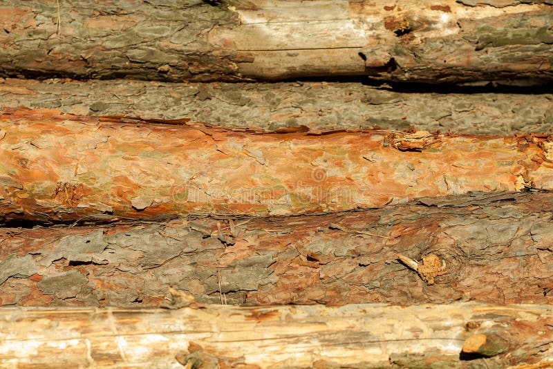 Pine logs stock photo. Image of bark, crannied, brown - 65505358