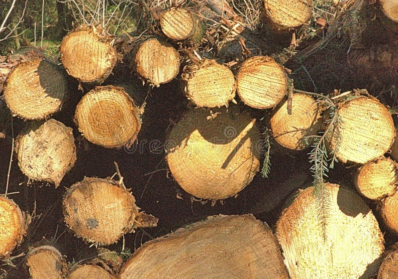 Pine Logs on Trunk Road Form Amber Abstract Patterns Stock Image ...