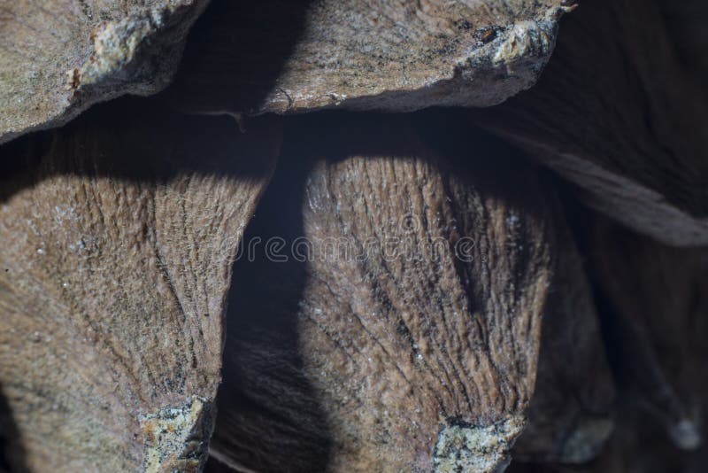 Pine Lump Full of Nuts Photographed in the Style of a Supper Mac Stock ...